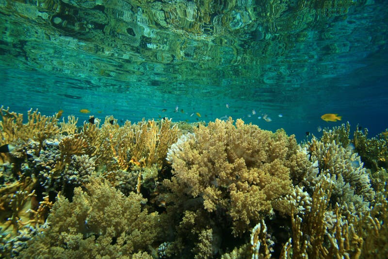 Shallow Coral Reef stock photo. Image of clear, island - 11591120