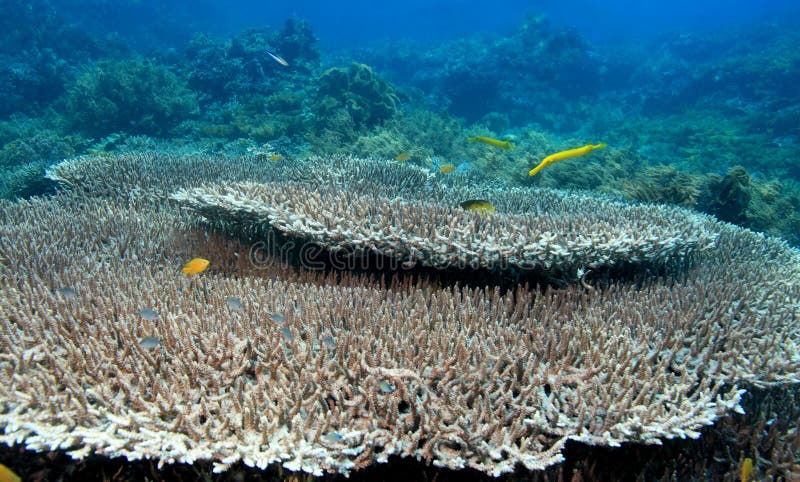Shallow coral reef stock image. Image of reef, nature - 6953265