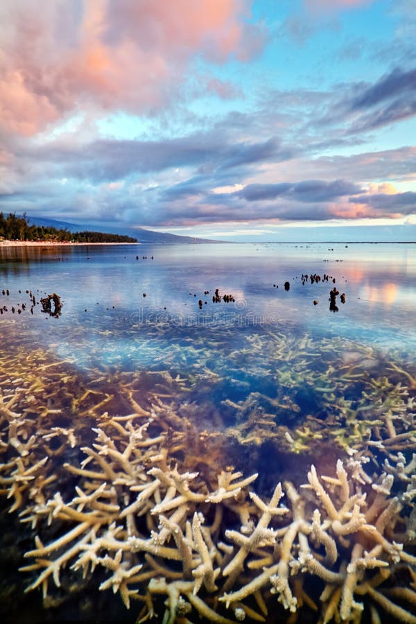 Shallow coral reef sunset stock photo. Image of shallow - 22714986