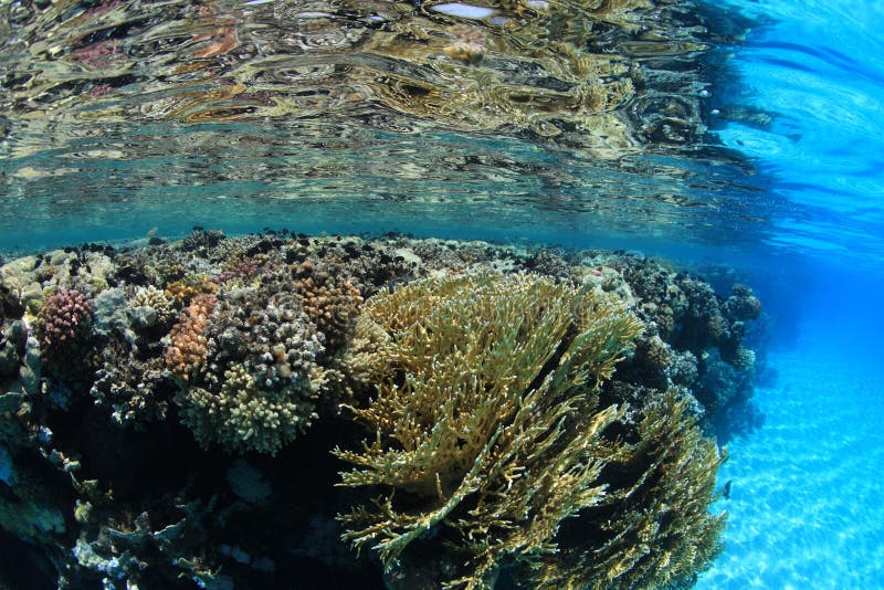 Shallow coral reef stock photo. Image of exploring, diving - 82783380