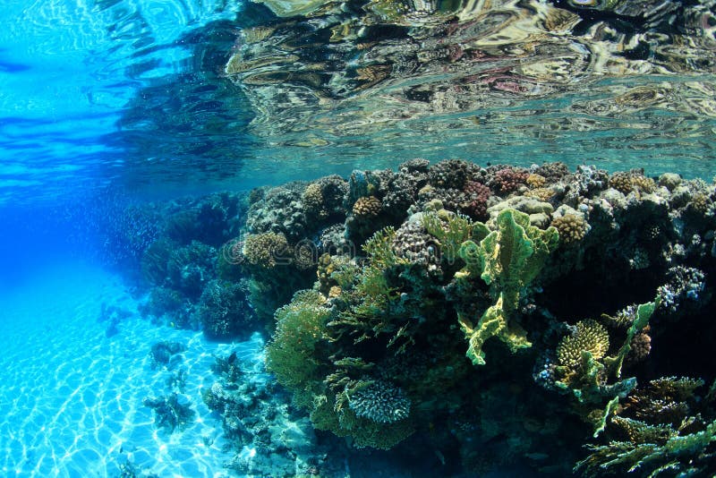 Shallow Coral Reef and Island Stock Photo - Image of conservation ...