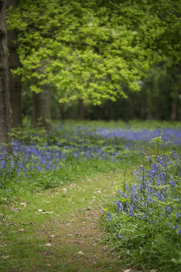 Shallow Depth of Field Landscape of Vibrant Bluebell Woods in Sp Stock ...