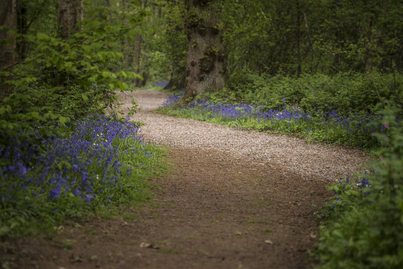 Shallow Depth of Field Landscape of Vibrant Bluebell Woods in Sp Stock ...