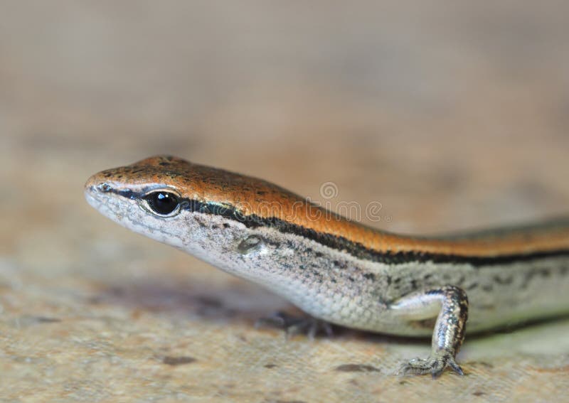 Shallow Depth of Field Portrait of a Ground Skink Stock Photo - Image ...