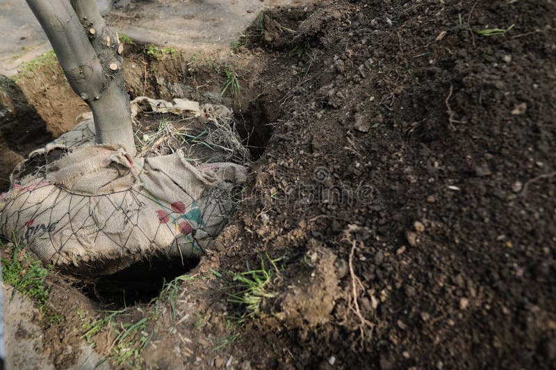 Shallow Depth of Field (selective Focus) Details with People Planting a ...