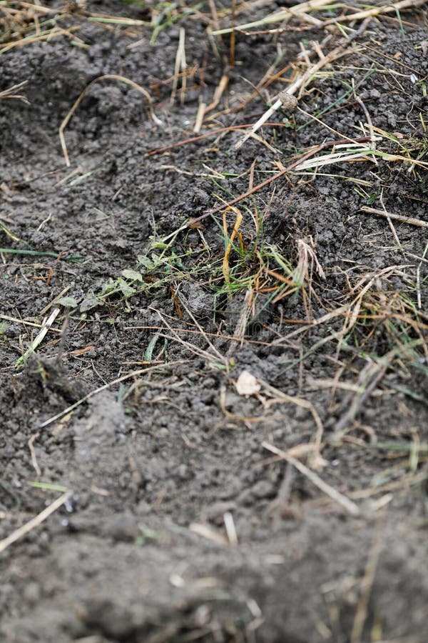 Shallow Depth of Field Selective Focus Details with Soil during a ...