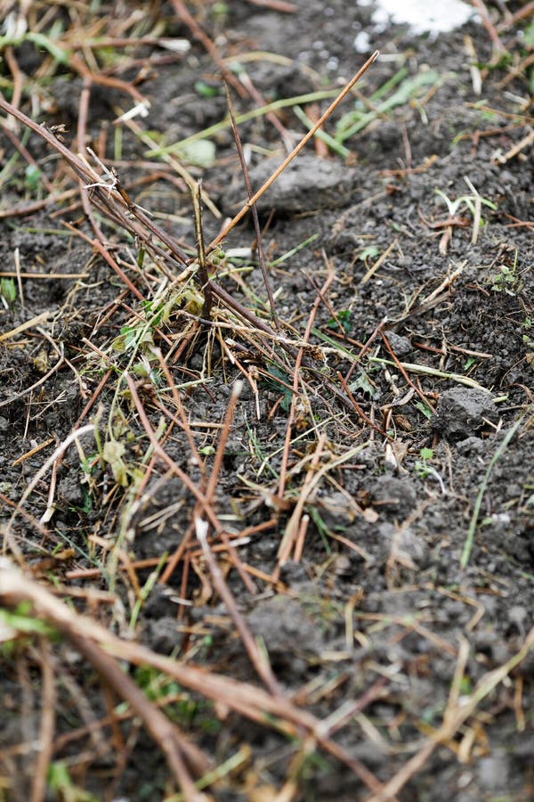 Shallow Depth of Field Selective Focus Details with Soil during a ...