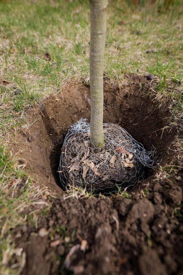 Shallow Depth of Field (selective Focus) Details with a Tree Sapling ...