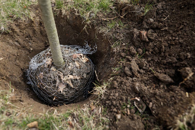 Shallow Depth of Field (selective Focus) Details with a Tree Sapling ...