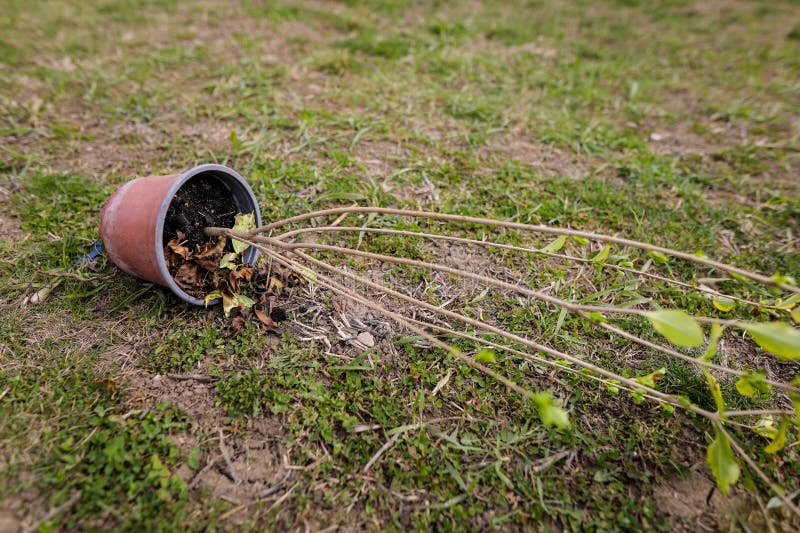 Shallow Depth of Field (selective Focus) Details with a Tree Sapling ...