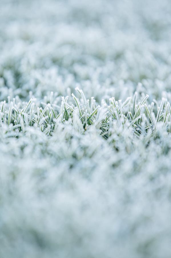 Shallow Depth of Frosty Grass in a Field Stock Image - Image of grass ...