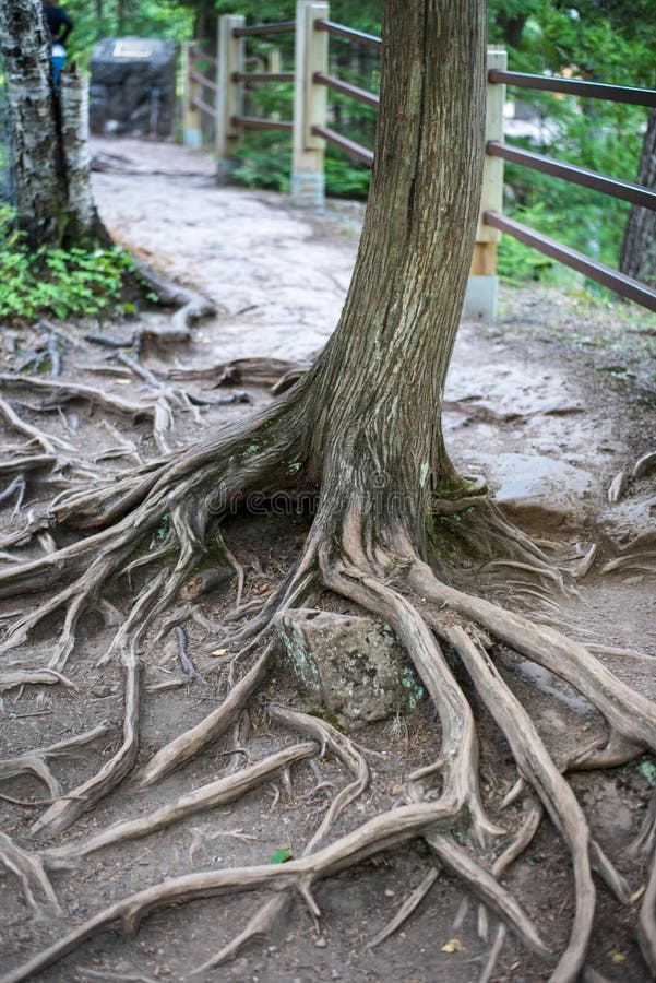 Shallow Exposed Tree Roots Along Path Stock Image - Image of high, park ...