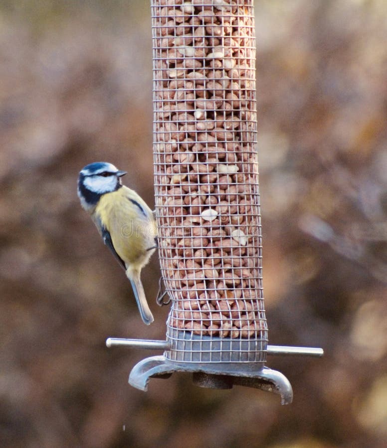 Shallow Focus of an Adorable Eurasian Blue Tit Bird Clicking the ...