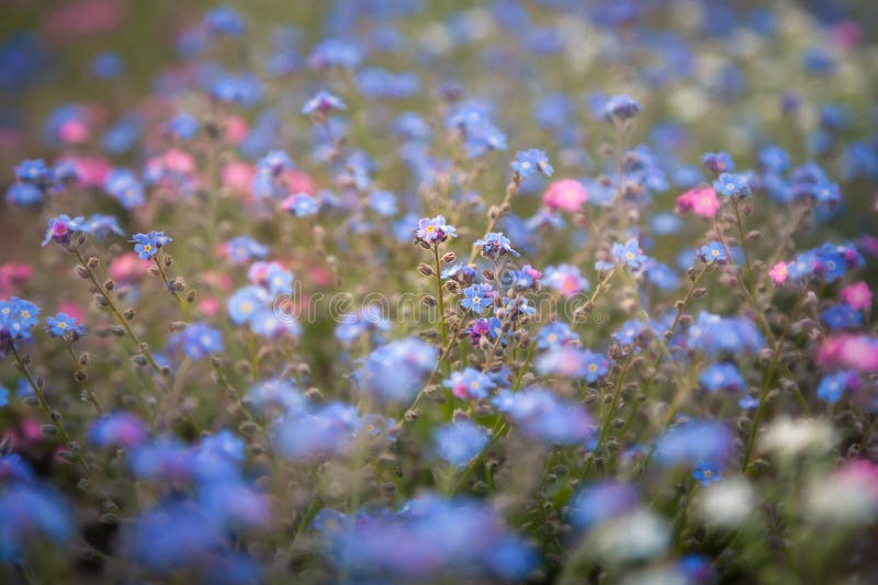 Shallow Focus of Beautiful Blue and Pink Flowers in a Field Stock Image ...