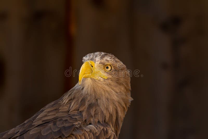 Shallow Focus of a Beautiful Eagle with an Attentive Look Stock Photo ...