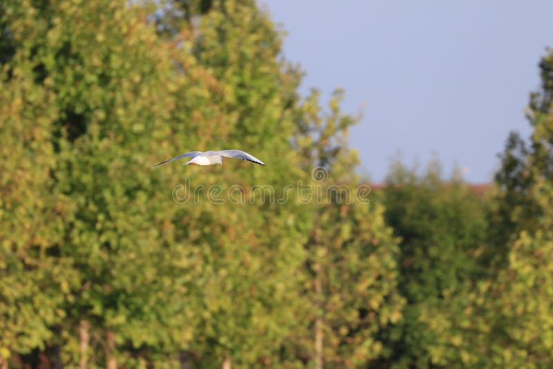 Shallow Focus of a Bird Flying Near Trees Stock Photo - Image of ...