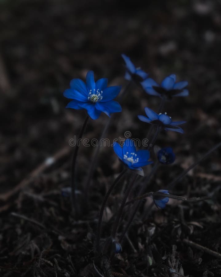 Shallow Focus of Blue Hepatica Flowers on Forest Ground Stock Photo ...