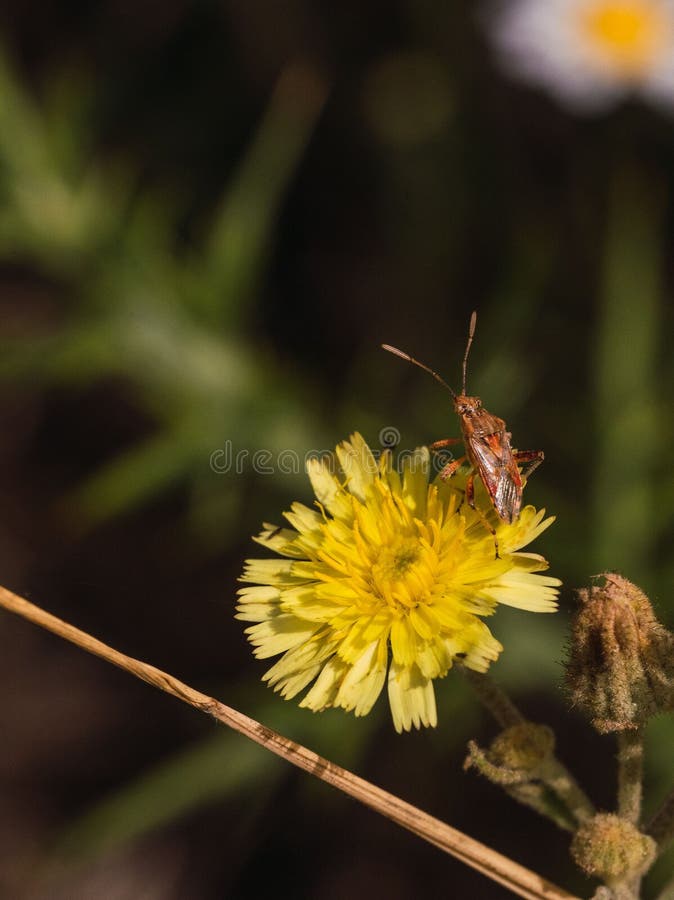 Shallow Focus of a Bug in a Yellow Hieracium Umbellatum Flower Stock ...