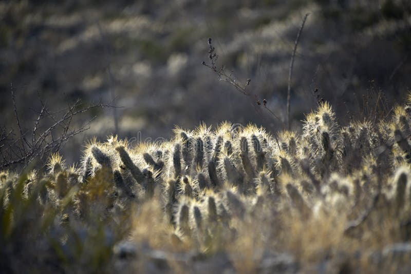 Durango desert stock photo. Image of durango, rocks, stones - 3745034