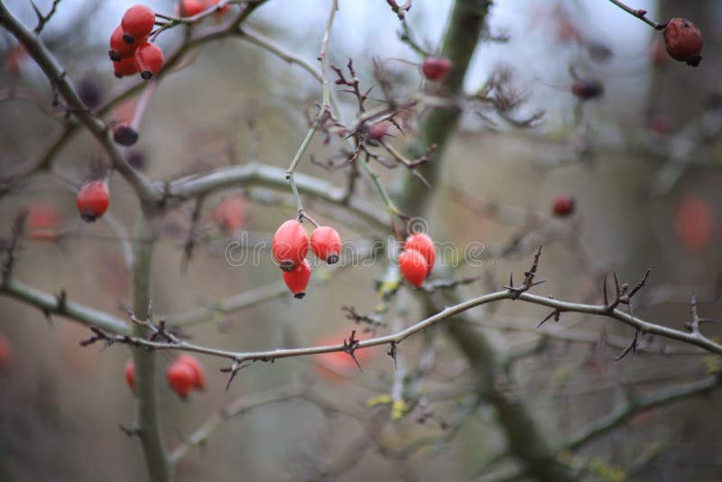 Branches of a Rose Hip Tree on the Blue Sky Stock Image - Image of blue ...
