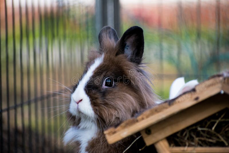 Shallow Focus Closeup Shot of a Fluffy Brown Rabbit Stock Image - Image ...
