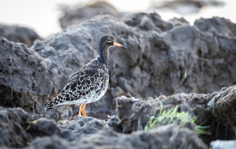 Ruff bird of group flying stock photo. Image of bird - 134447046