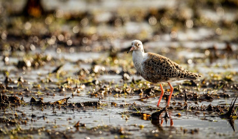Ruff bird of group flying stock photo. Image of bird - 134447046