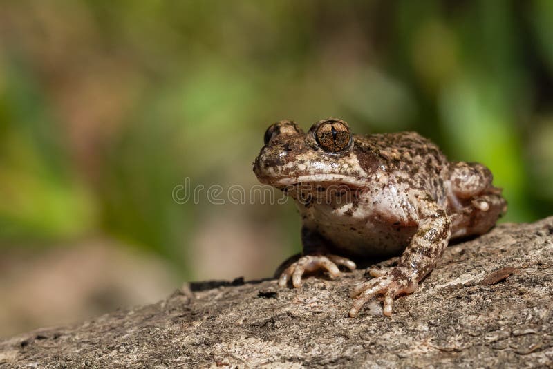 Shallow Focus of a Common Midwife Toad (Alytes Obstetricans) on the ...