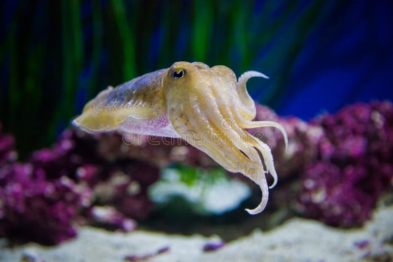 Shallow Focus of a Cuttlefish with Blurred Plants Underwater Stock ...