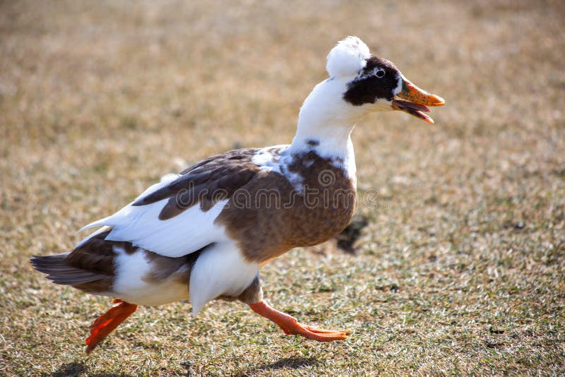Shallow Focus of a Duck Running on Grass Stock Photo - Image of bicolor ...