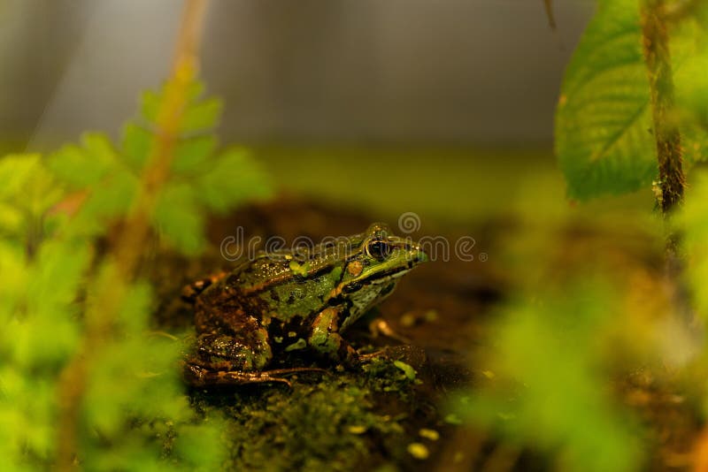 Shallow Focus of an Edible Frog Behind the Green Leaves Stock Photo ...