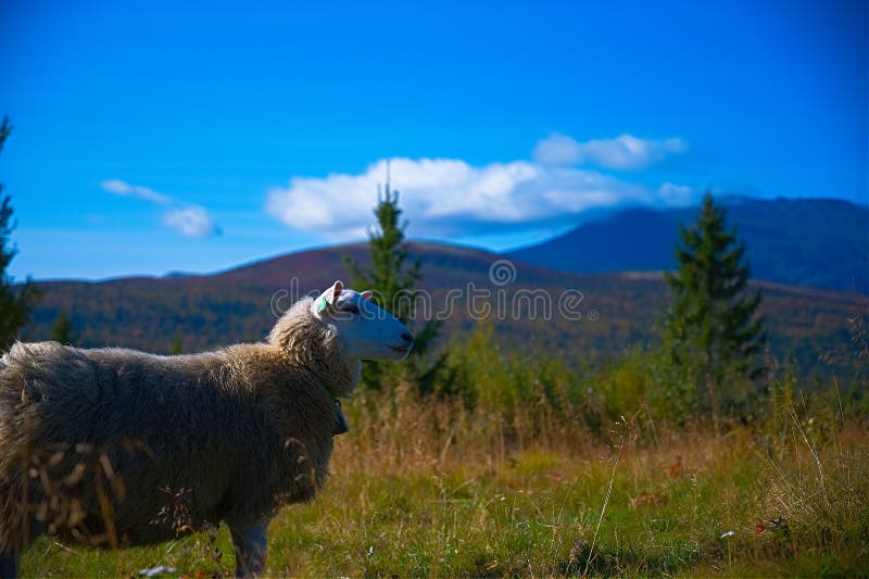 Shallow Focus of a Fluffy White Sheep on a Grassy Ground in the ...
