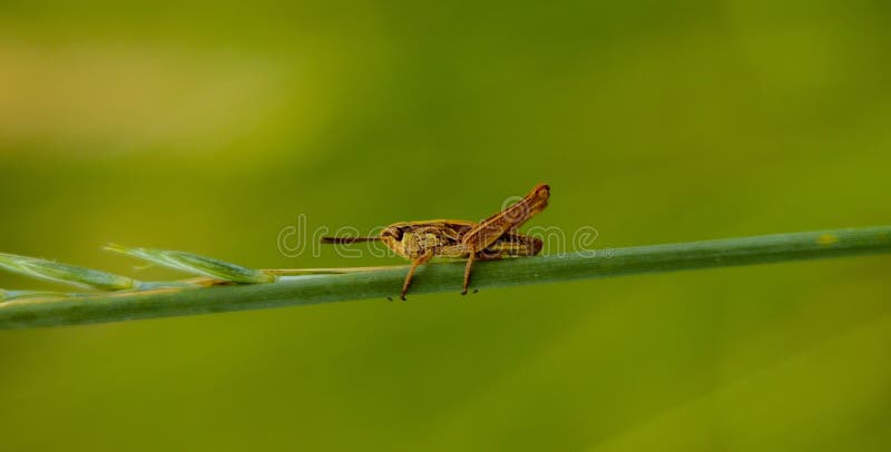 Shallow Focus of a Grasshopper on a Grass with a Blurred Green ...