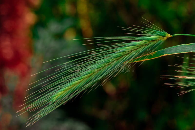 Shallow Focus of a Green Rye on Blurred Background Stock Image - Image ...