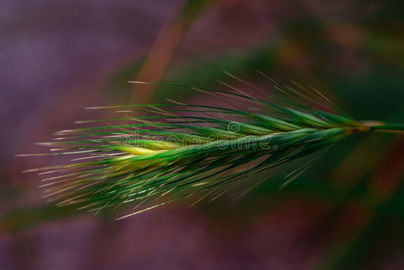 Shallow Focus of a Green Rye on Blurred Background Stock Image - Image ...