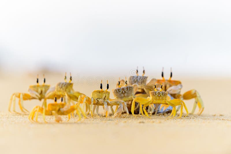 Shallow Focus of a Group of Crested Ghost Crabs (ocypode Cursor) on ...