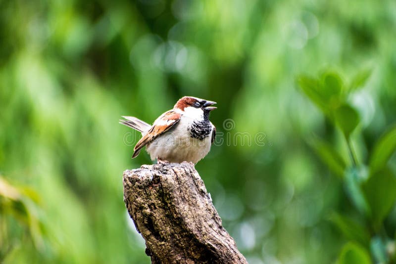 Shallow Focus a House Sparrow Sitting on a Tree Stock Photo - Image of ...