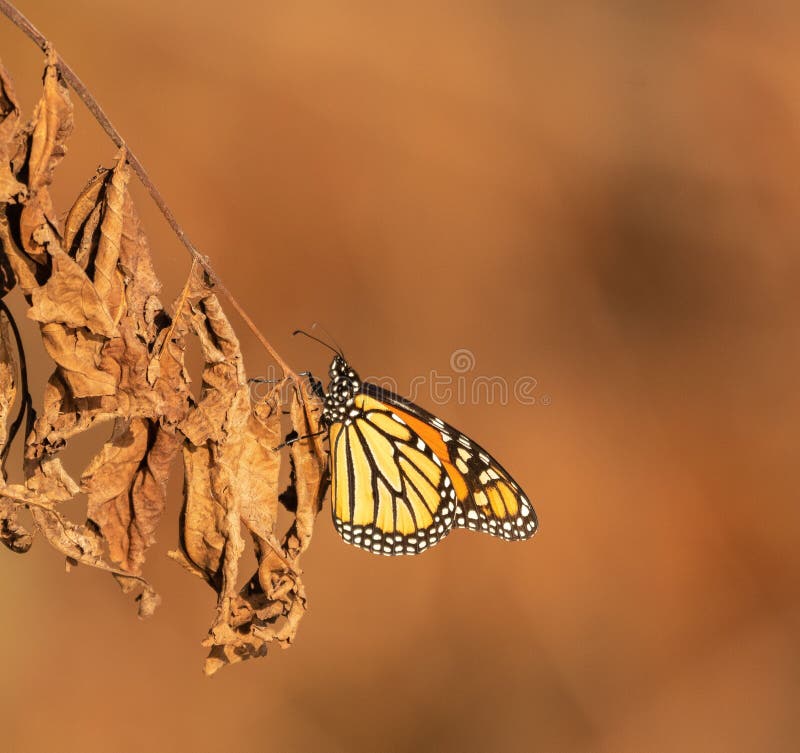 Shallow Focus of a Monarch Butterfly Standing on a Branch with Dry ...