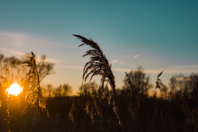 Shallow Focus Photography Of Brown Plant Picture. Image: 114750983