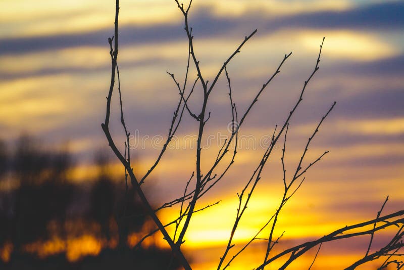 Shallow Focus Photography Of Leafless Tree Branch During Sunset Picture ...