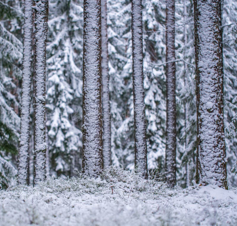 Shallow Focus Photography Of Trees Filled Of Snow Picture. Image: 109915978