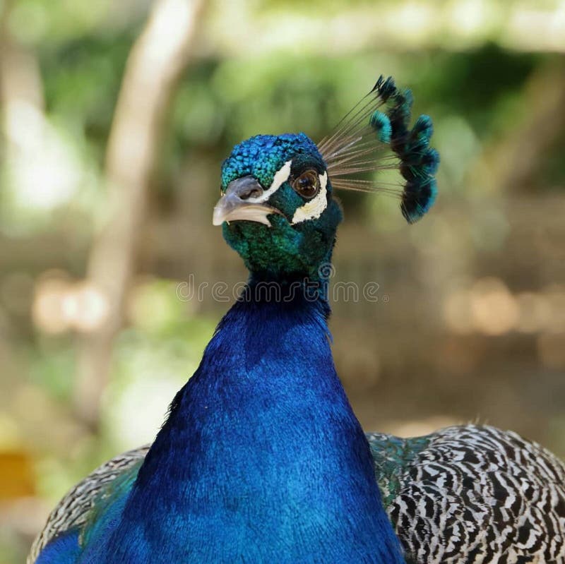 Shallow Focus Portrait of a Colorful Common Peacock Stock Photo - Image ... Shallow Focus Portrait of a Colorful Common Peacock Stock Photo - Image ...