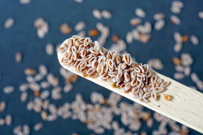 Shallow Focus of a Psyllium Husk on a Wooden Stick Stock Photo - Image ...