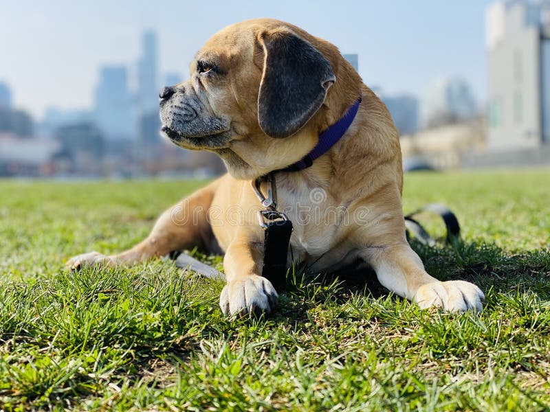 Shallow Focus of a Puggle on a Green Lawn in Chicago Stock Photo ...