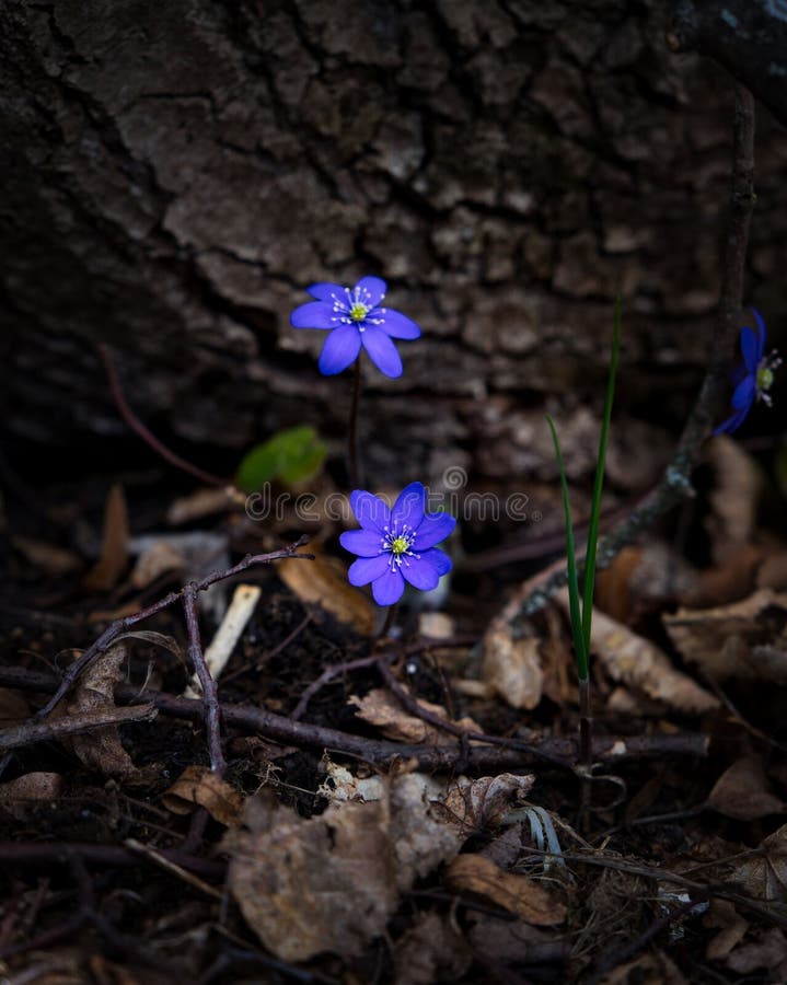 Shallow Focus of Purple Hepatica Nobilis Flowers on Tree Bark Base ...