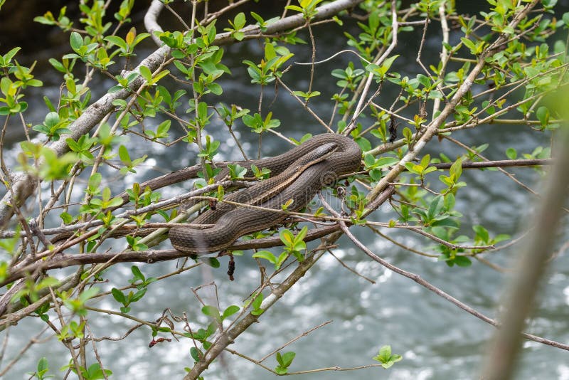 Shallow Focus of a Queen Snake on Tree Branches Stock Photo - Image of ...
