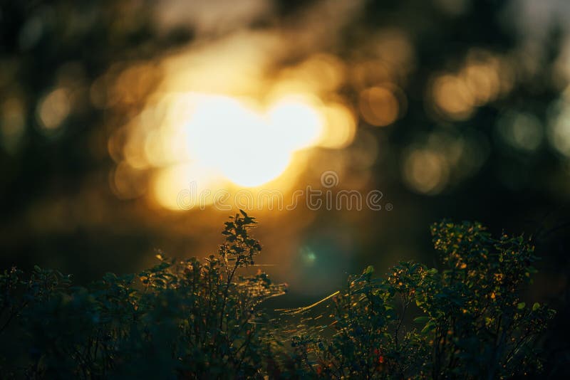 Shallow Focus of Rapeseed Plants with Blur Bright Bokeh Lights, for ...