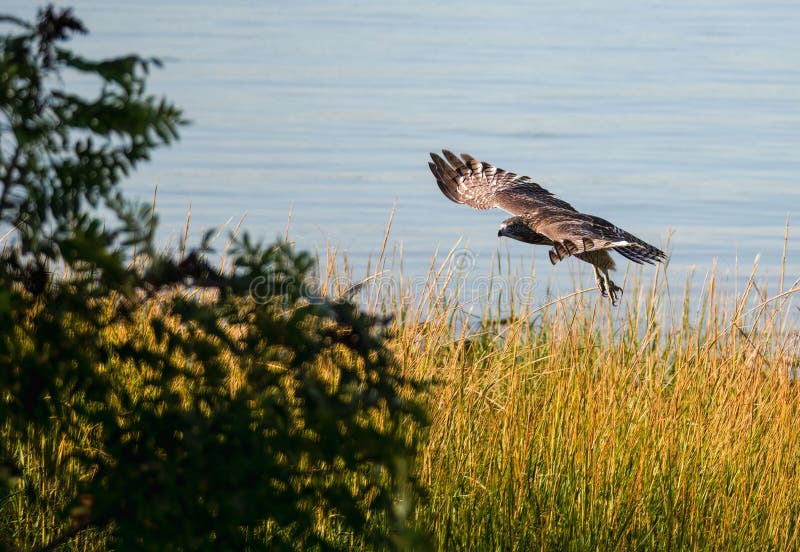 Shallow Focus of a Red-tailed Hawk with Open Wings, Landing on the ...