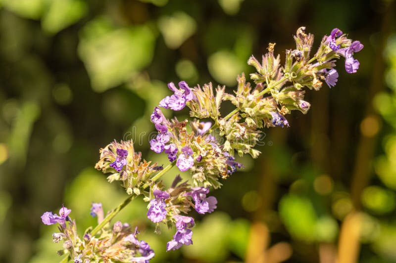 Shallow Focus Shoit of Catnip Flower with Blur Background Stock Image ...
