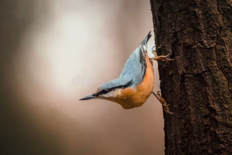 Shallow Focus Shot of Adorable Eurasian Nuthatch Perched on Tree Trunk ...